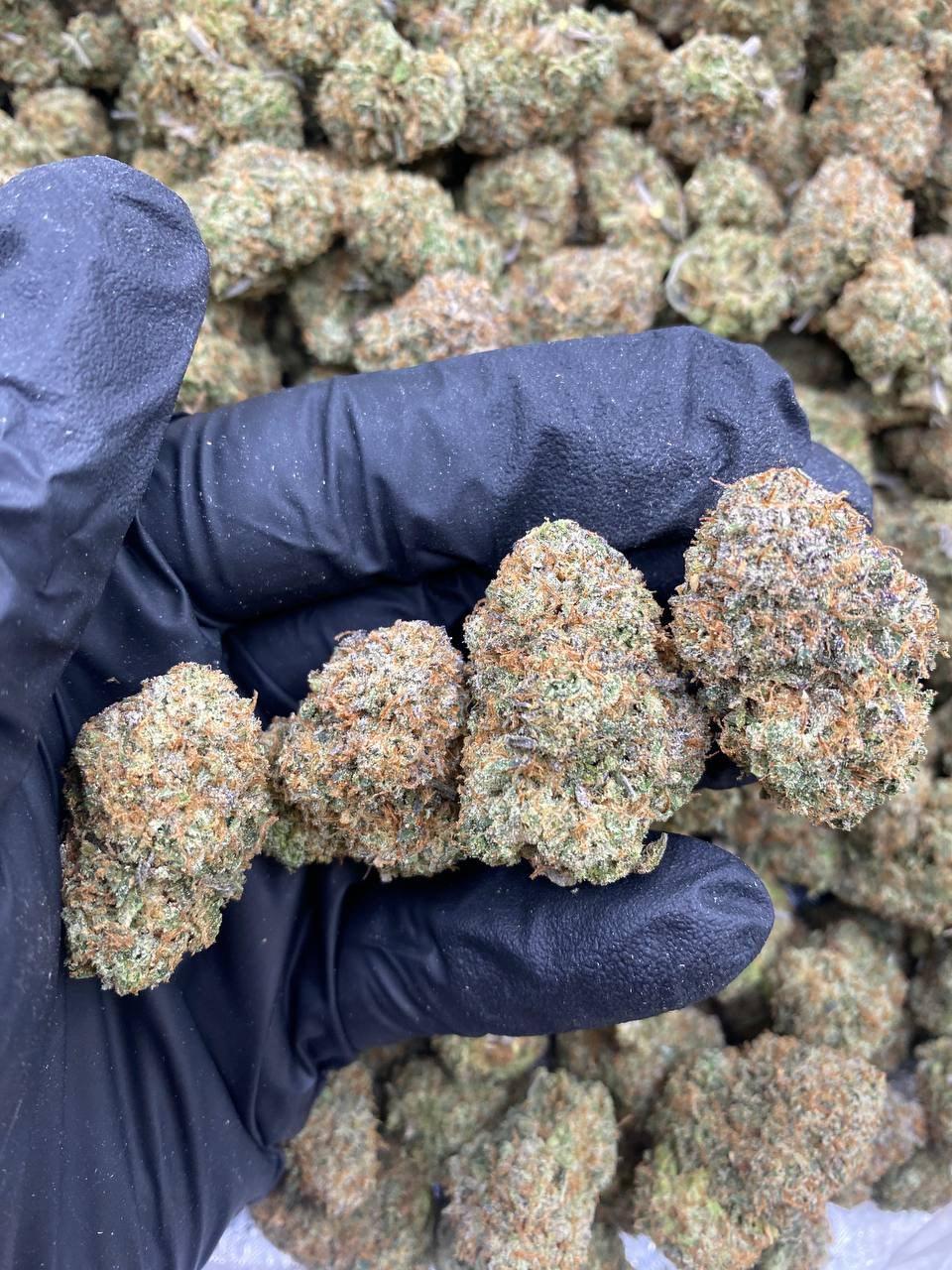 Buy Gumbo Weed Strain Online – White, Blue, Pink & More | Southern ...